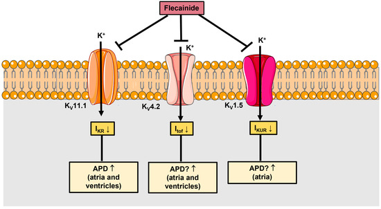 Store-Operated Ca2+ Entry as a Putative Target of Flecainide for the ...