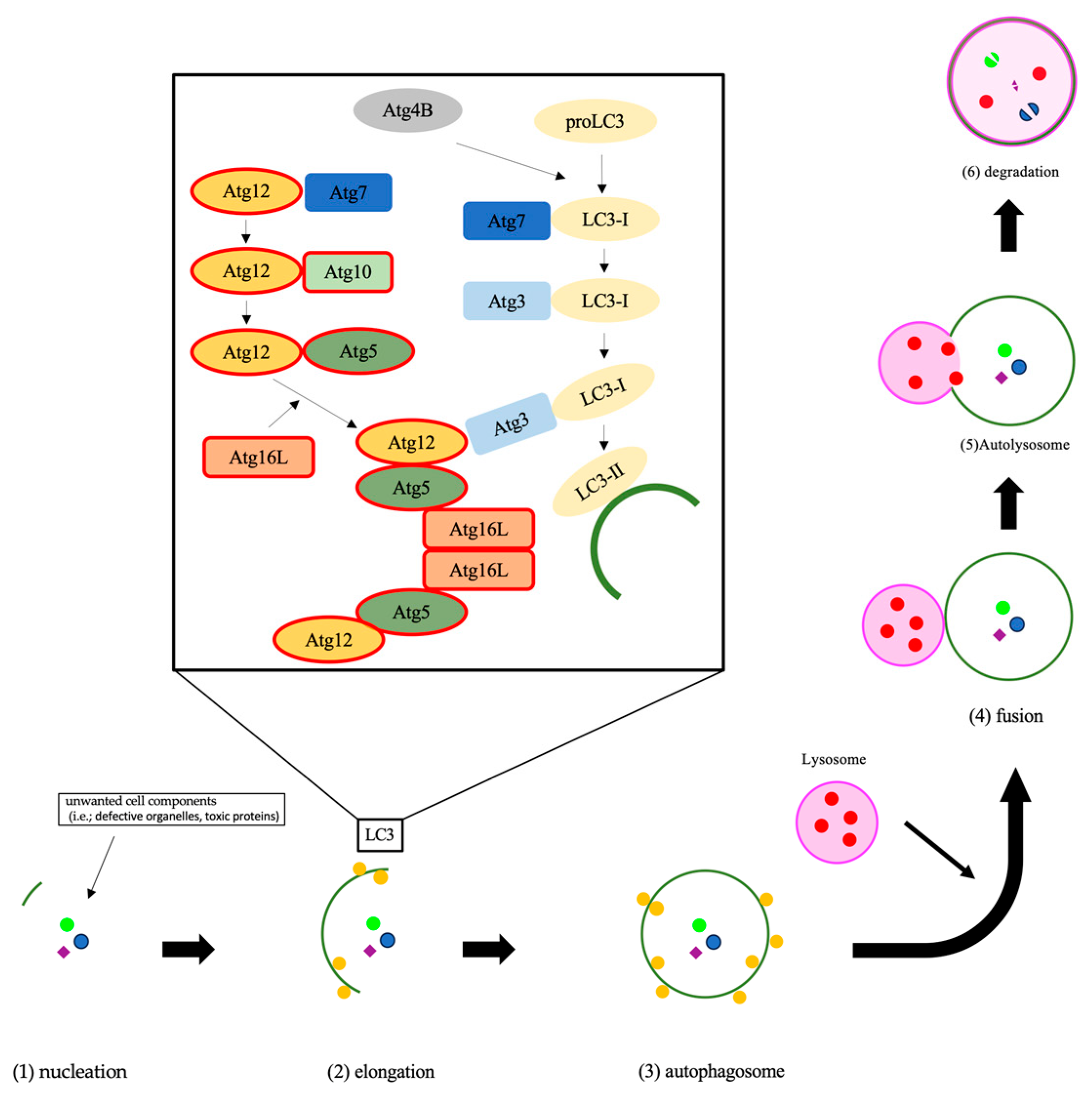 ATG16L1 and ATG12 Gene Polymorphisms Are Involved in the Progression of Atrophic Gastritis
