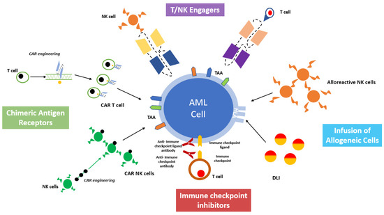 Harnessing Immune Response in Acute Myeloid Leukemia
