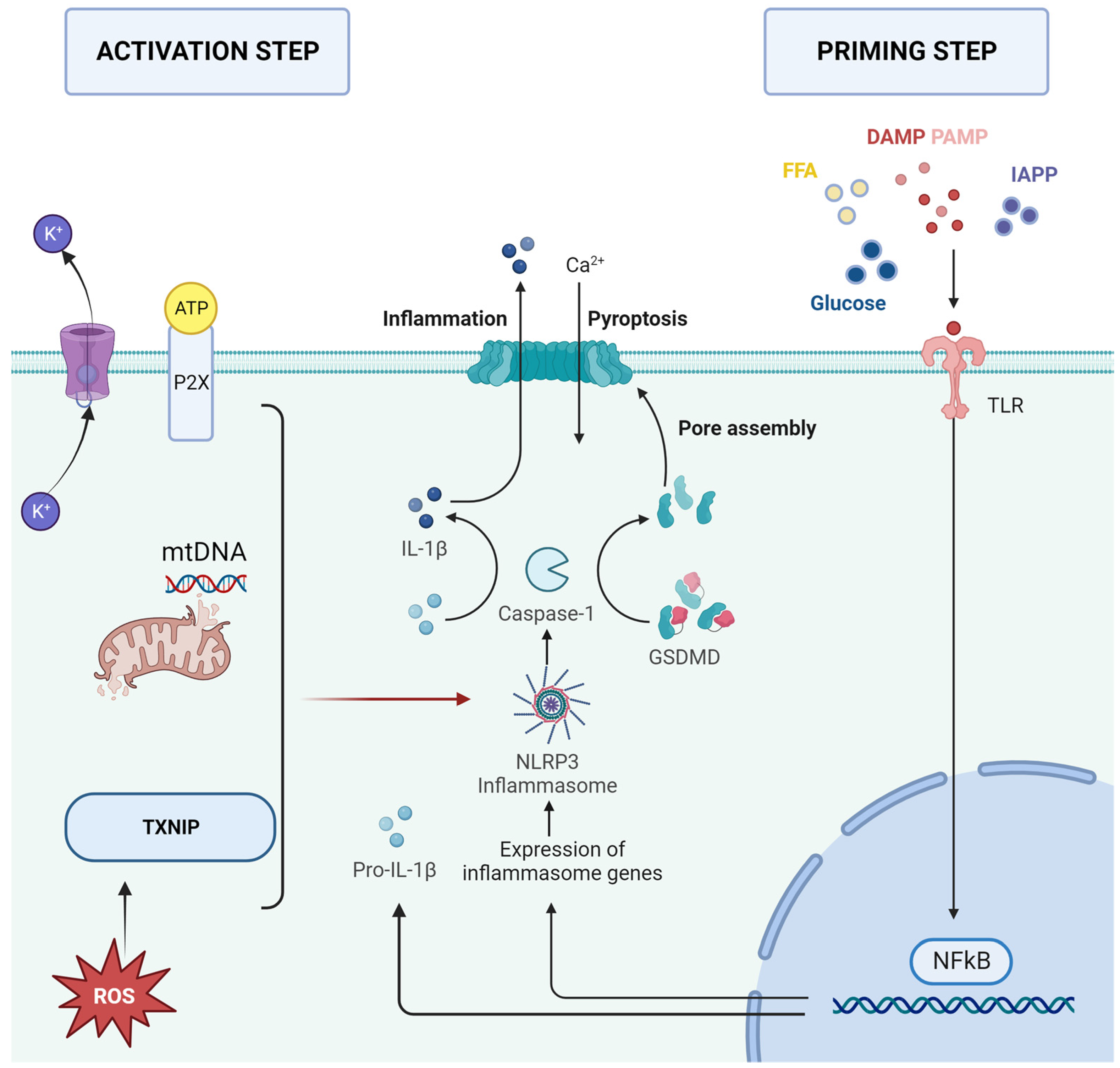 From Innate Immunity to Metabolic Disorder: A Review of the NLRP3 ...