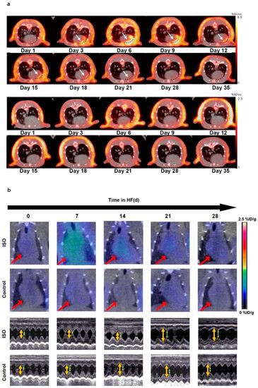 Highlighting Fibroblasts Activation in Fibrosis: The State-of-The-Art ...