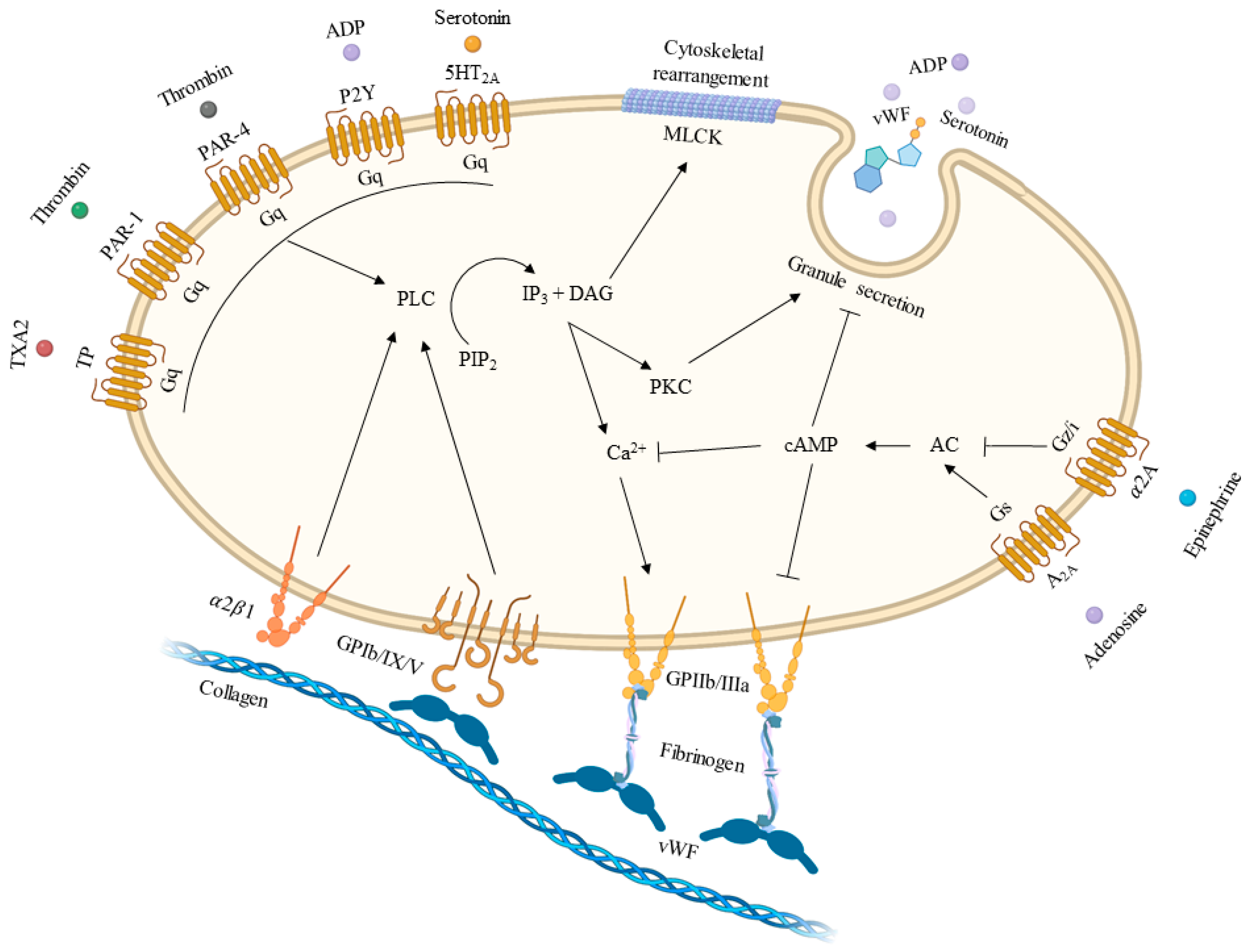 Platelets and the Atherosclerotic Process: An Overview of New Markers ...