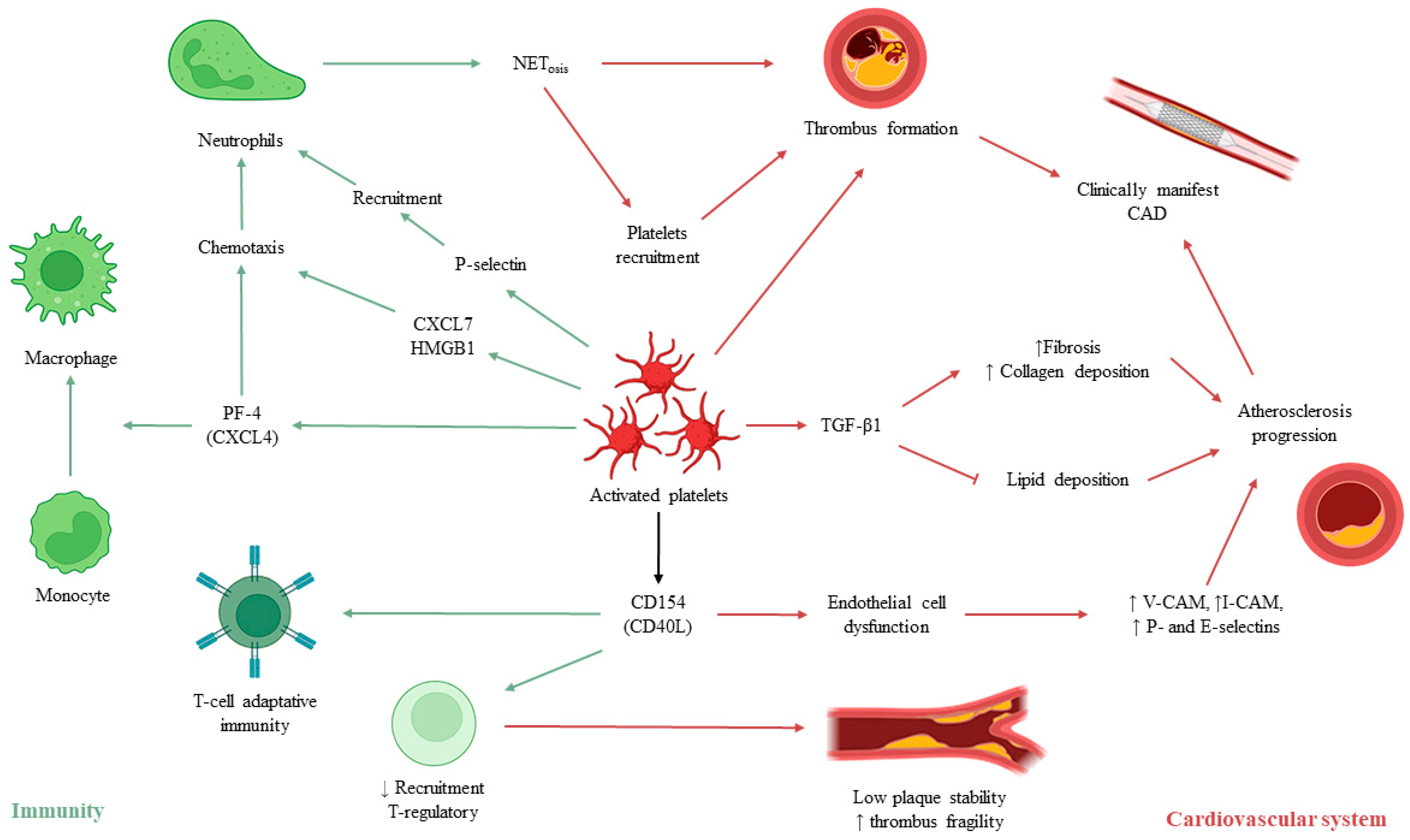 Platelets and the Atherosclerotic Process: An Overview of New Markers ...