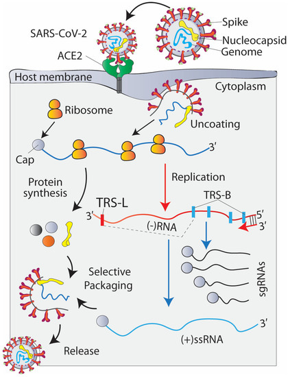 JCM | Free Full-Text | SARS-CoV-2 Syncytium under the Radar: Molecular Insights of the Spike ...