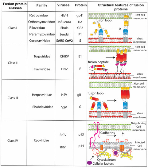 SARS-CoV-2 Syncytium under the Radar: Molecular Insights of the Spike ...