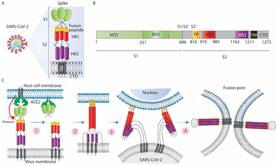 JCM | Free Full-Text | SARS-CoV-2 Syncytium under the Radar: Molecular Insights of the Spike ...