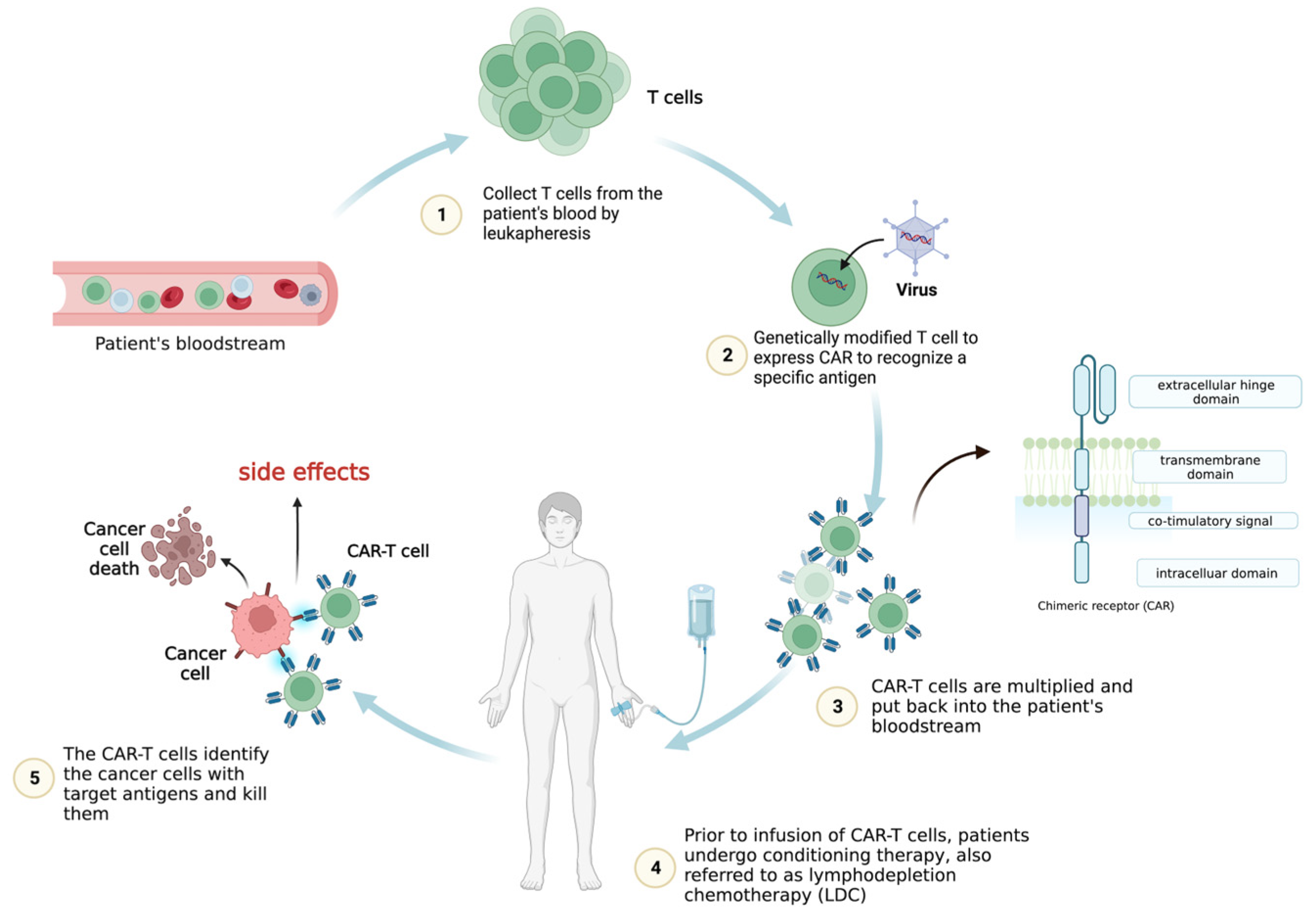 Exploring CAR-T Cell Therapy Side Effects: Mechanisms and Management Strategies