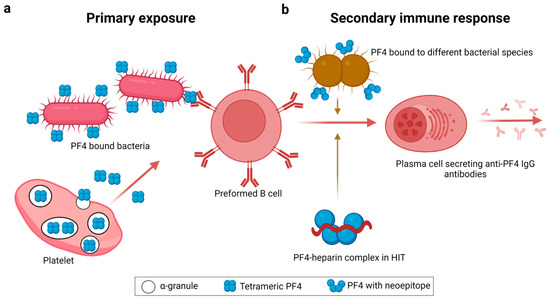 Vaccine-Induced Immune Thrombocytopenia and Thrombosis (VITT)—Insights ...