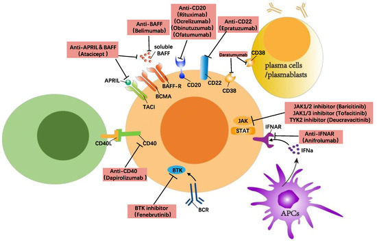 B Cell Tolerance and Targeted Therapies in SLE