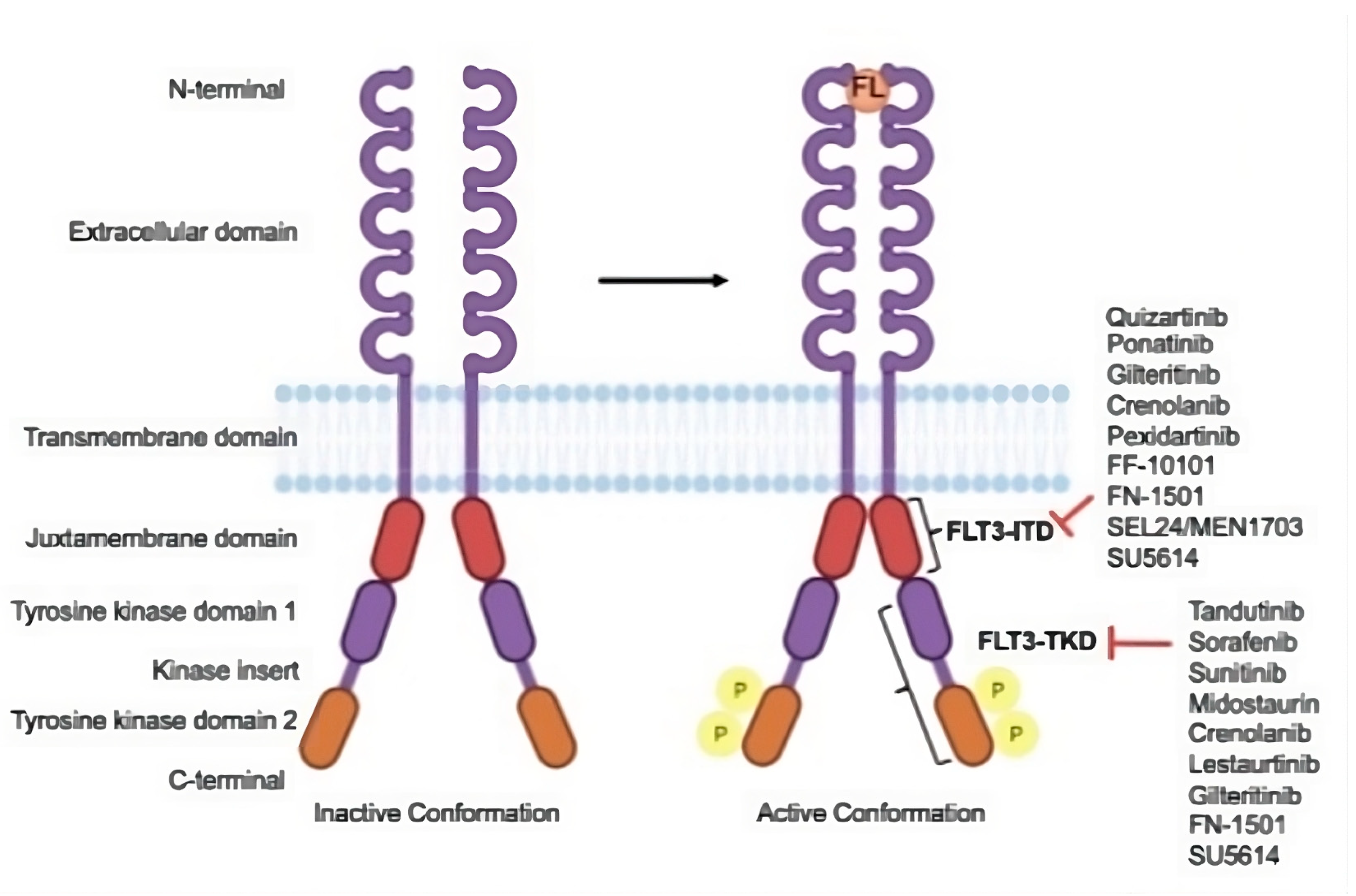 A Review of FLT3 Kinase Inhibitors in AML