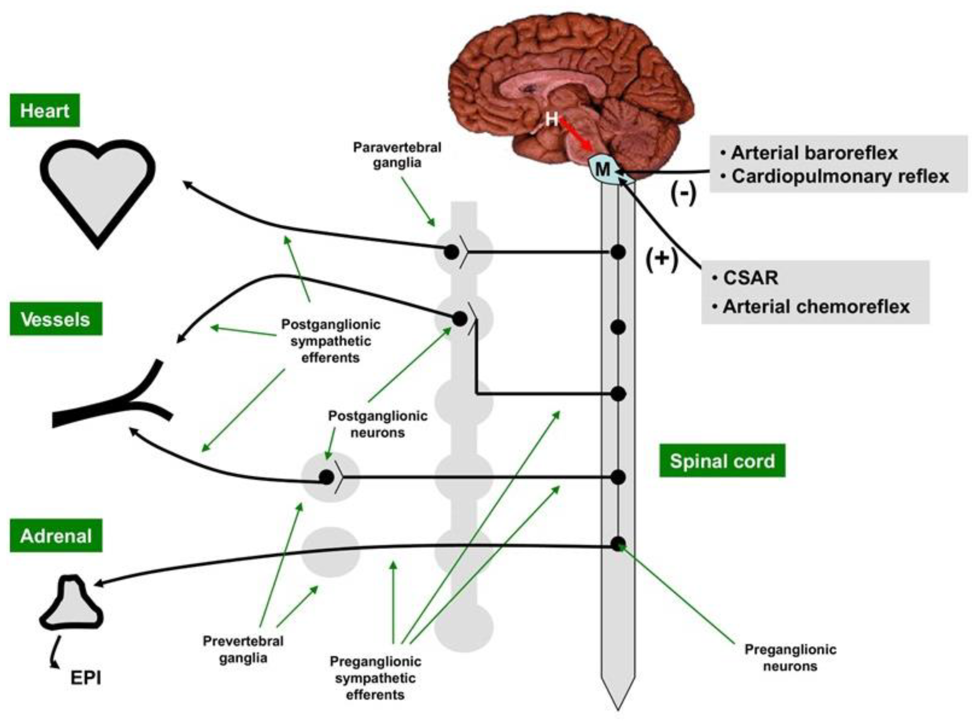 JCM | Free Full-Text | The Sympathetic Nervous System in Hypertensive Heart Failure with ...