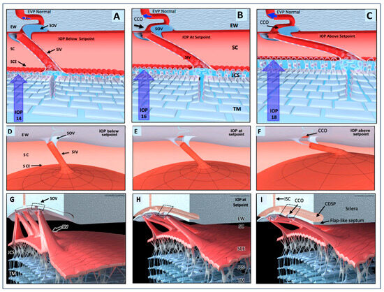 Trabecular Meshwork Movement Controls Distal Valves and Chambers: New ...