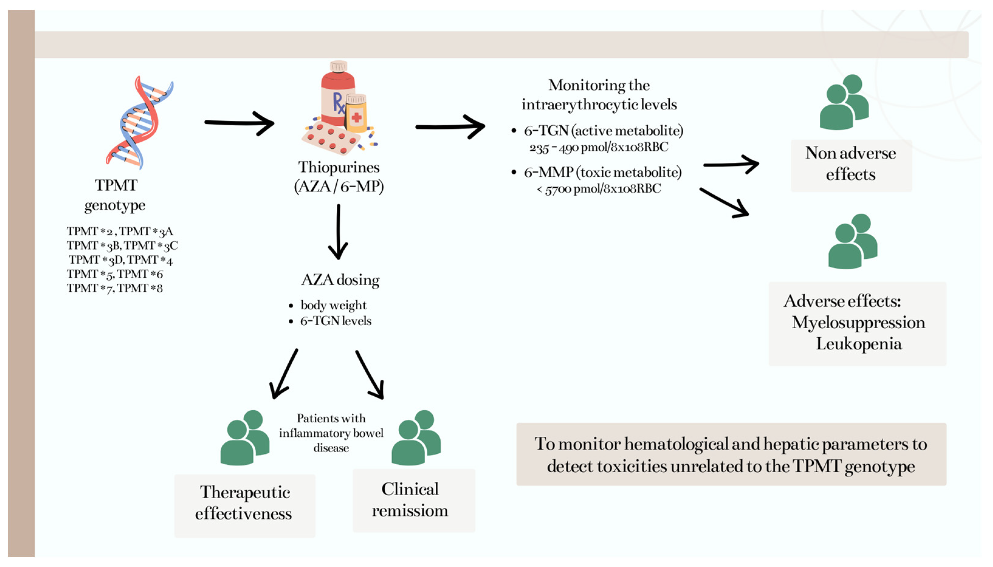 The Role of Pharmacogenetics in the Therapeutic Response to Thiopurines ...