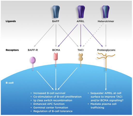 A PRoliferation-Inducing Ligand (APRIL) in the Pathogenesis of ...