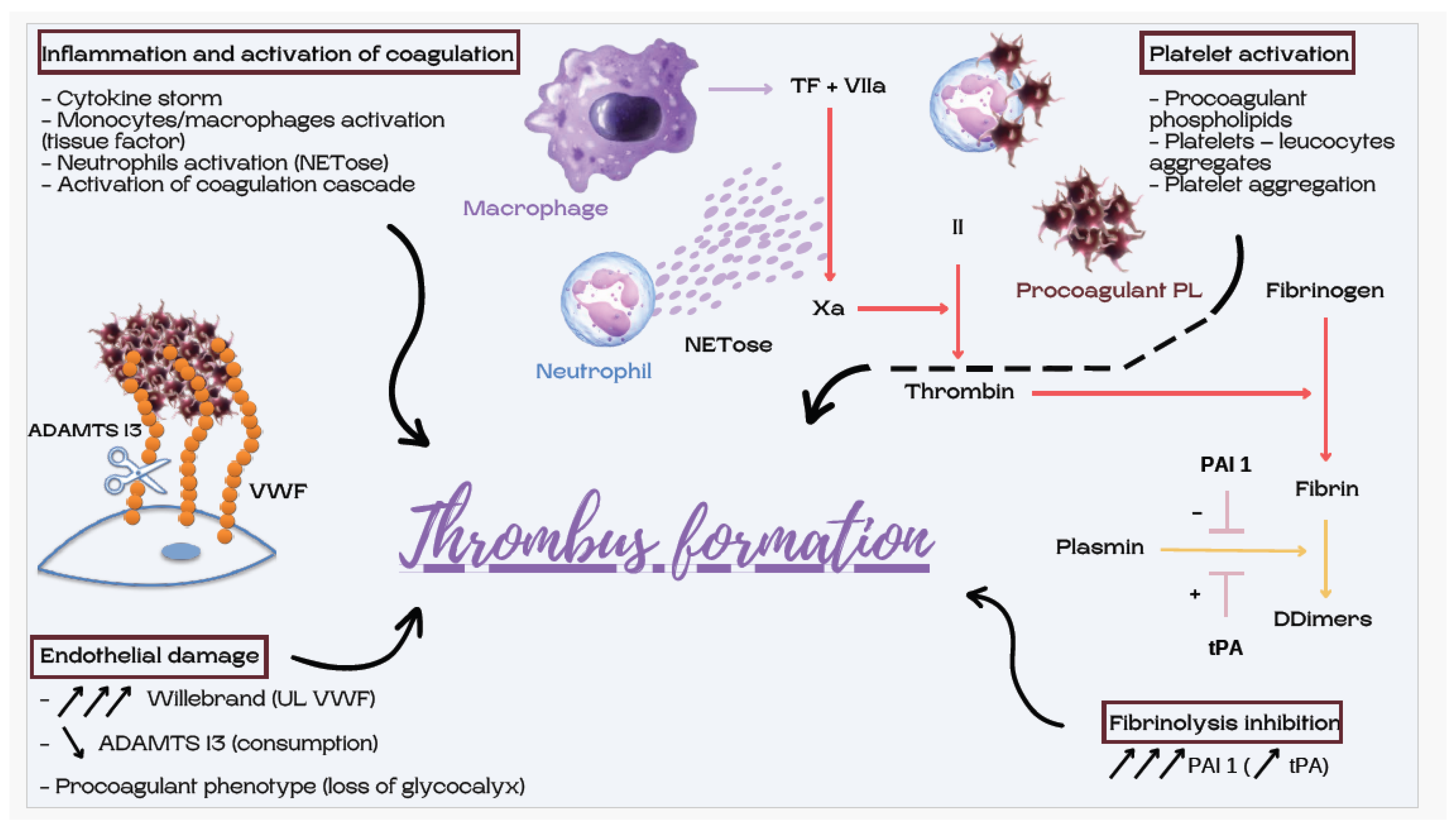 COVID-19 and the Concept of Thrombo-Inflammation: Review of the ...