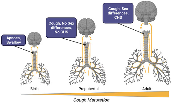 Neurobiology of Coughing in Children