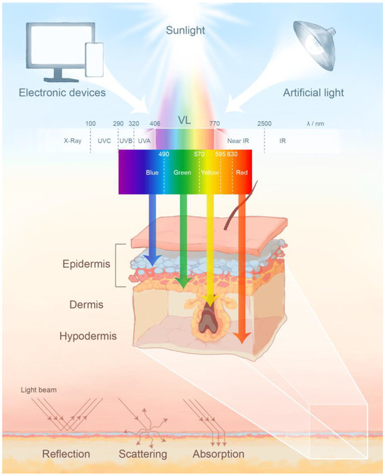 JCM | Free Full-Text | The Emerging Role of Visible Light in Melanocyte ...