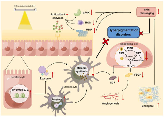 The Emerging Role of Visible Light in Melanocyte Biology and Skin ...