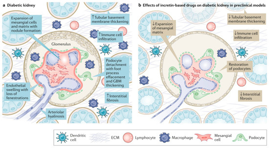 JCM | Free Full-Text | Incretin Therapies for Patients with Type 2 ...