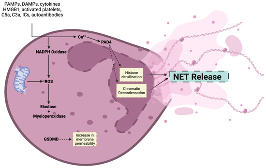Unveiling the Web: Exploring the Multifaceted Role of Neutrophil ...