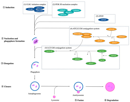JCM | Free Full-Text | Autophagy-Related Gene ATG7 Polymorphism Could ...