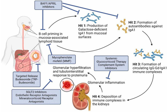 An Update on Current Therapeutic Options in IgA Nephropathy