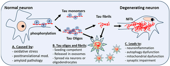 The Role of Tau Pathology in Alzheimer’s Disease and Down Syndrome