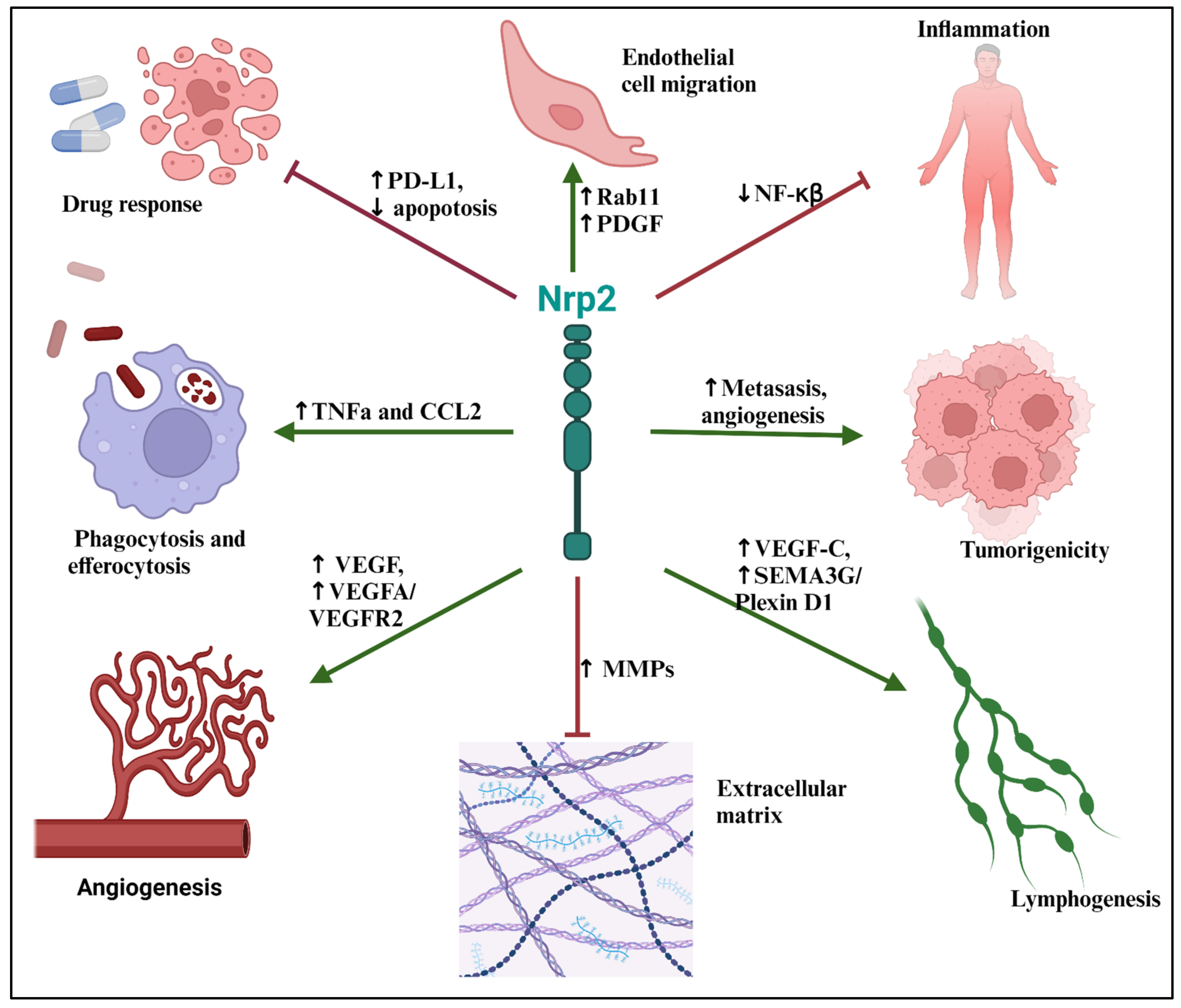 Orchestrating Resilience: How Neuropilin-2 and Macrophages Contribute to Cardiothoracic Disease