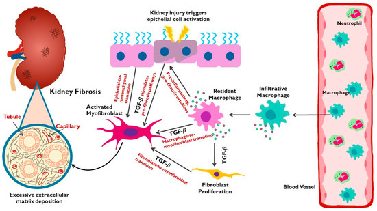 Fibrosis in Chronic Kidney Disease: Pathophysiology and Therapeutic Targets