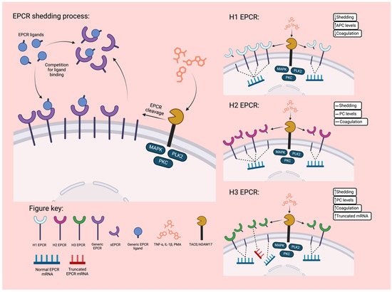 Endothelial Protein C Receptor and Its Impact on Rheumatic Disease