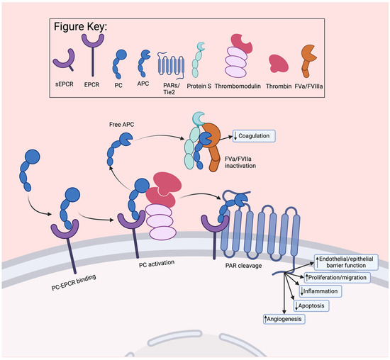 Endothelial Protein C Receptor and Its Impact on Rheumatic Disease