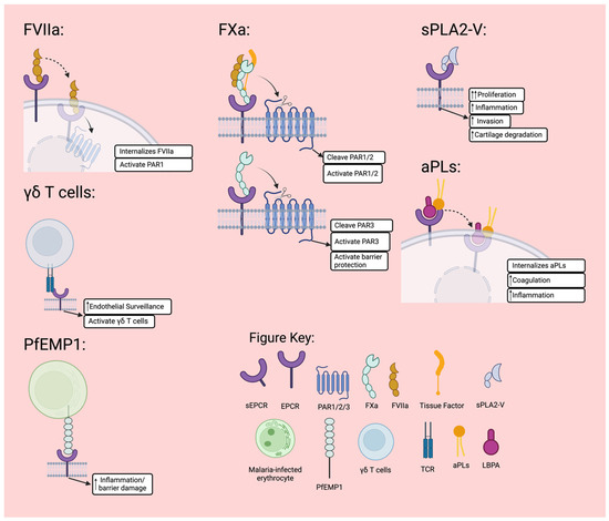 Endothelial Protein C Receptor and Its Impact on Rheumatic Disease