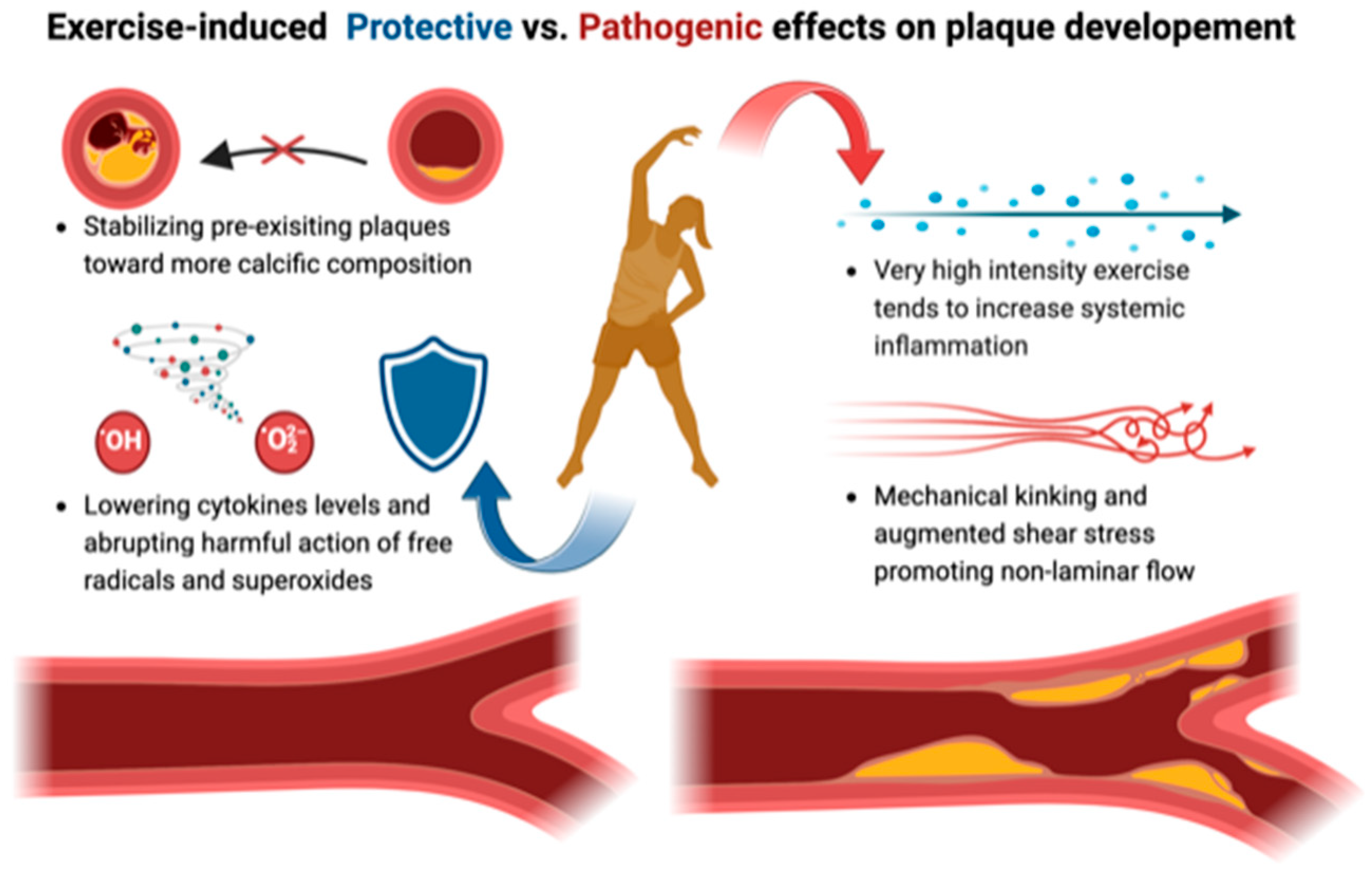 Coronary Plaque in Athletes
