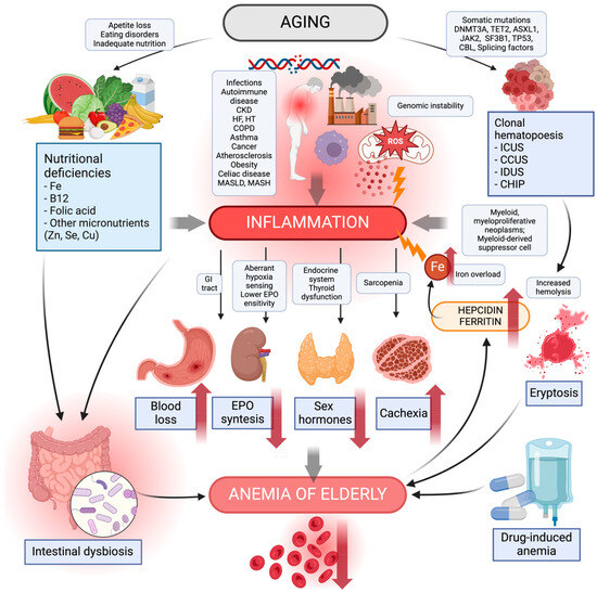 Anemia and Its Connections to Inflammation in Older Adults: A Review