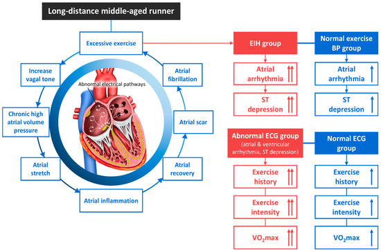 Possible Mechanisms for Adverse Cardiac Events Caused by Exercise ...