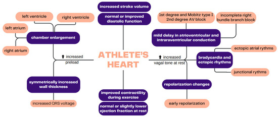 Detraining among Athletes—Is Withdrawal of Adaptive Cardiovascular ...