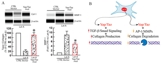 Fibroblast Yap/Taz Signaling in Extracellular Matrix Homeostasis and ...