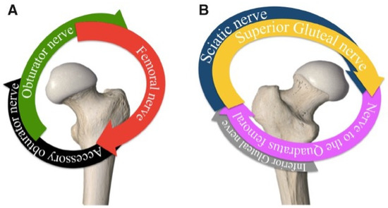 Peripheral Nerve Blocks for Hip Fractures
