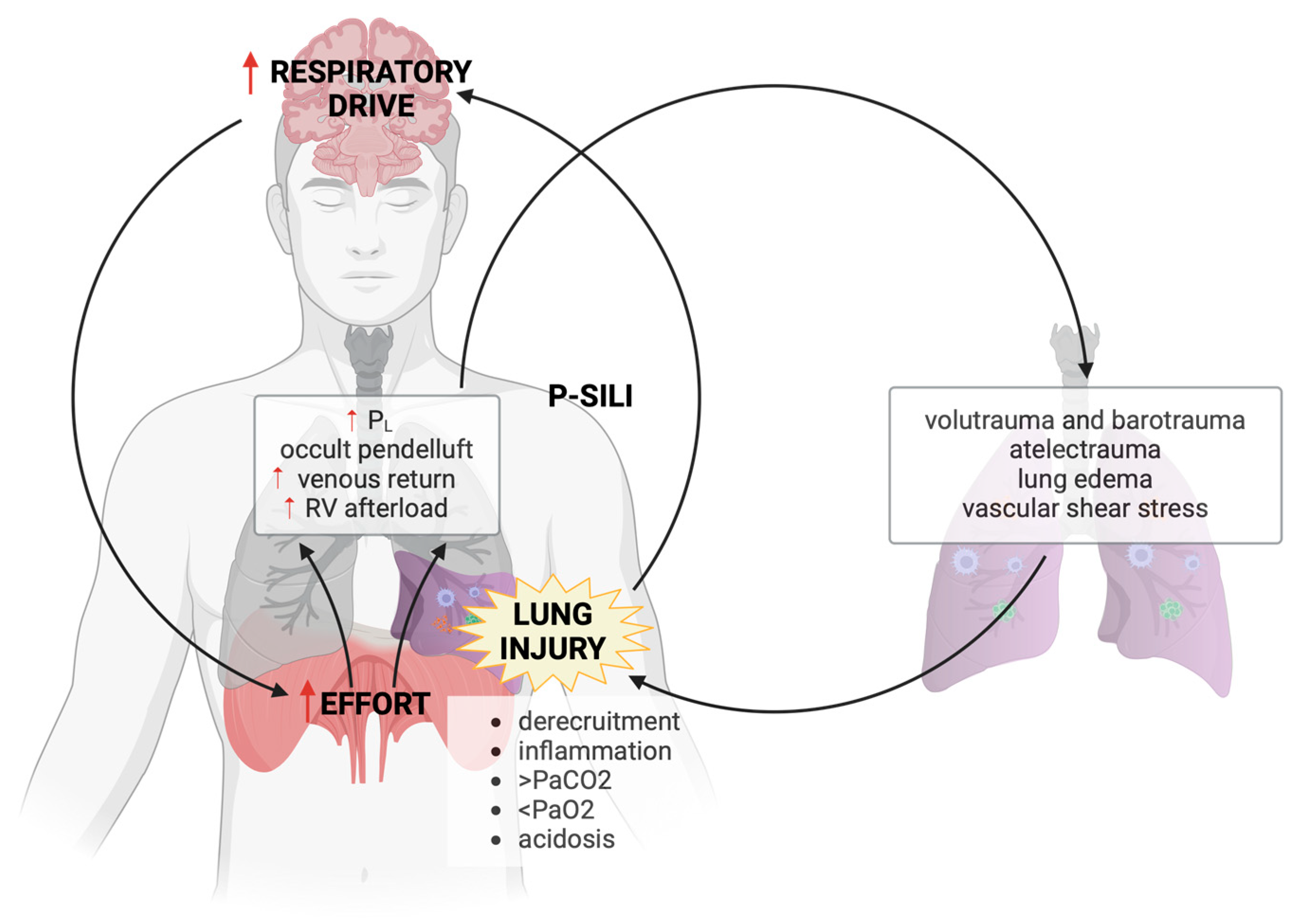 Clinical and Experimental Evidence for Patient Self-Inflicted Lung ...