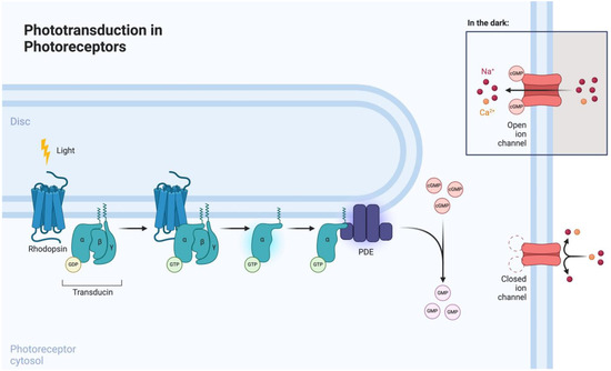 Optogenetics and Targeted Gene Therapy for Retinal Diseases ...