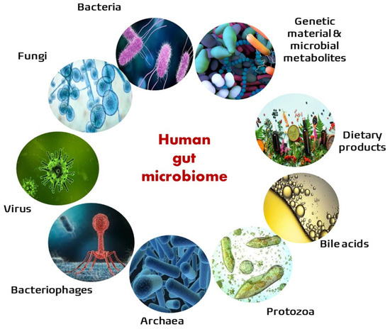 5 Types Of Microorganisms
