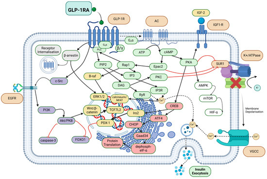 Cardiovascular Protective Properties of GLP-1 Receptor Agonists: More ...