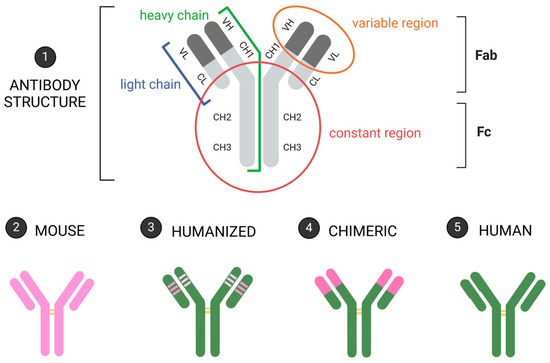 Monoclonal Antibodies for the Treatment of Ocular Diseases