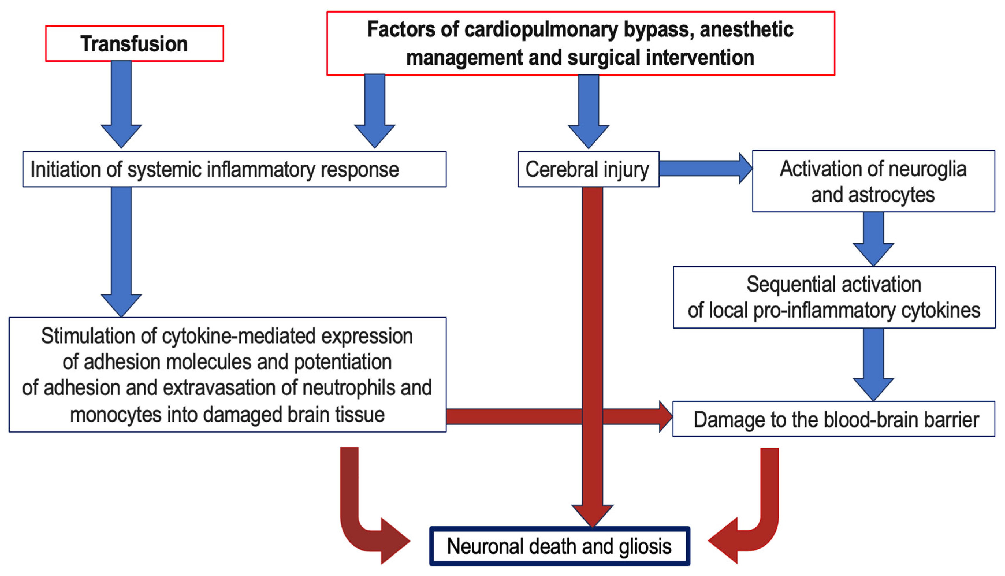 Impact of Intraoperative Blood Transfusion on Cerebral Injury in ...