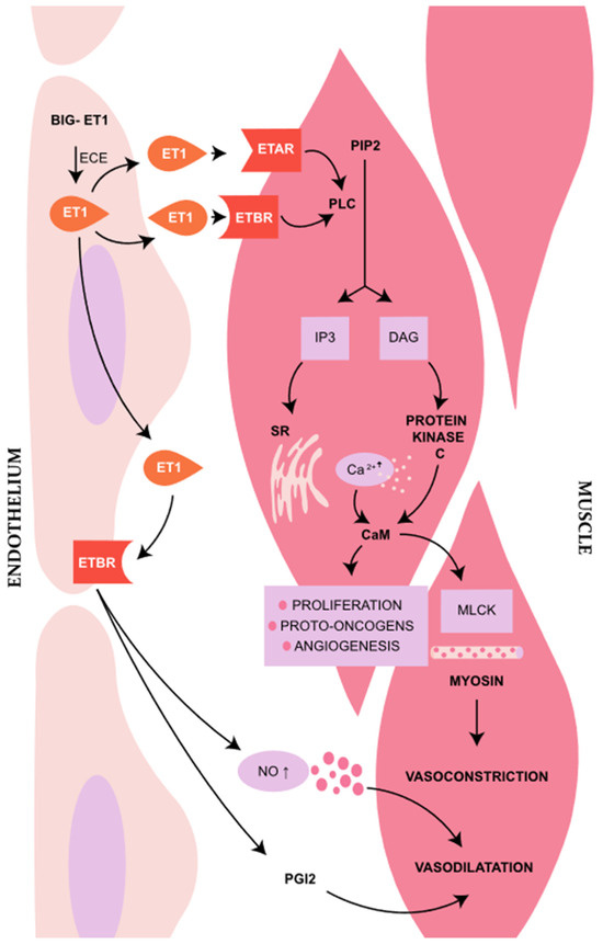 Endothelin Inhibitors in Chronic Kidney Disease: New Treatment Prospects
