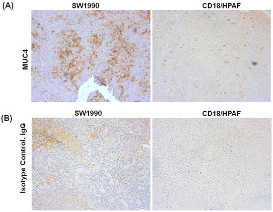 Targeting Human Pancreatic Cancer with a Fluorophore-Conjugated Mucin 4 ...