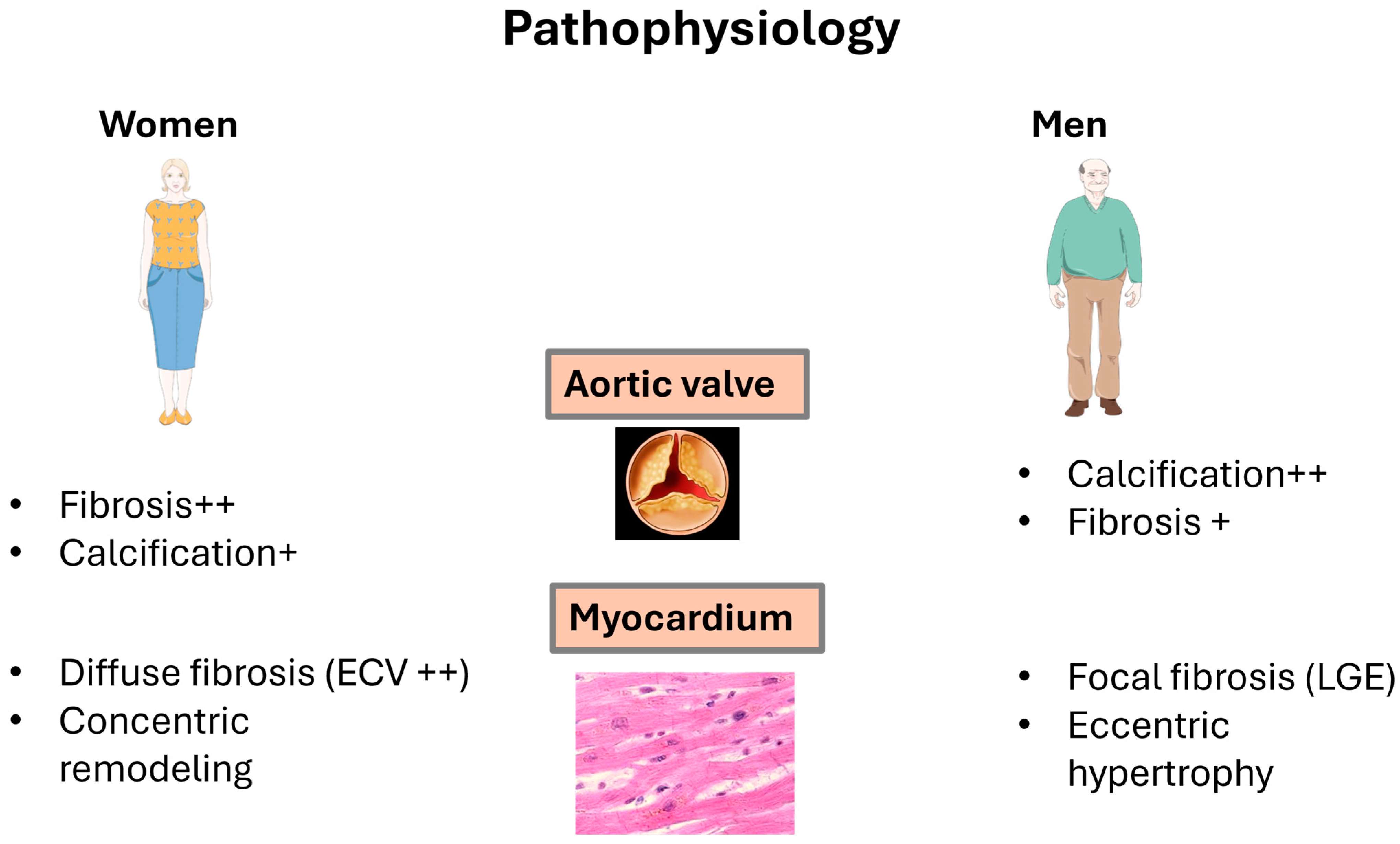 Sex Related Differences In The Pathophysiology Cardiac Imaging And