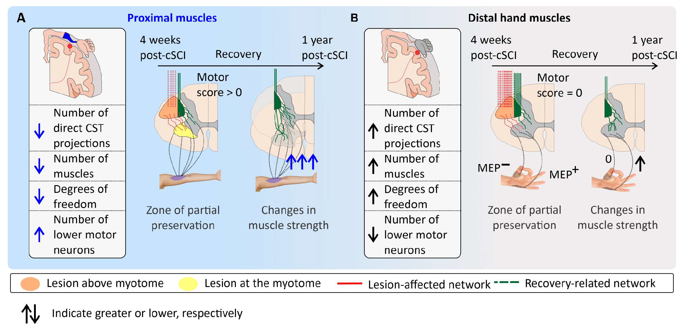 Corticospinal Tract Cervical Spine Know Your Spinal Cord – The