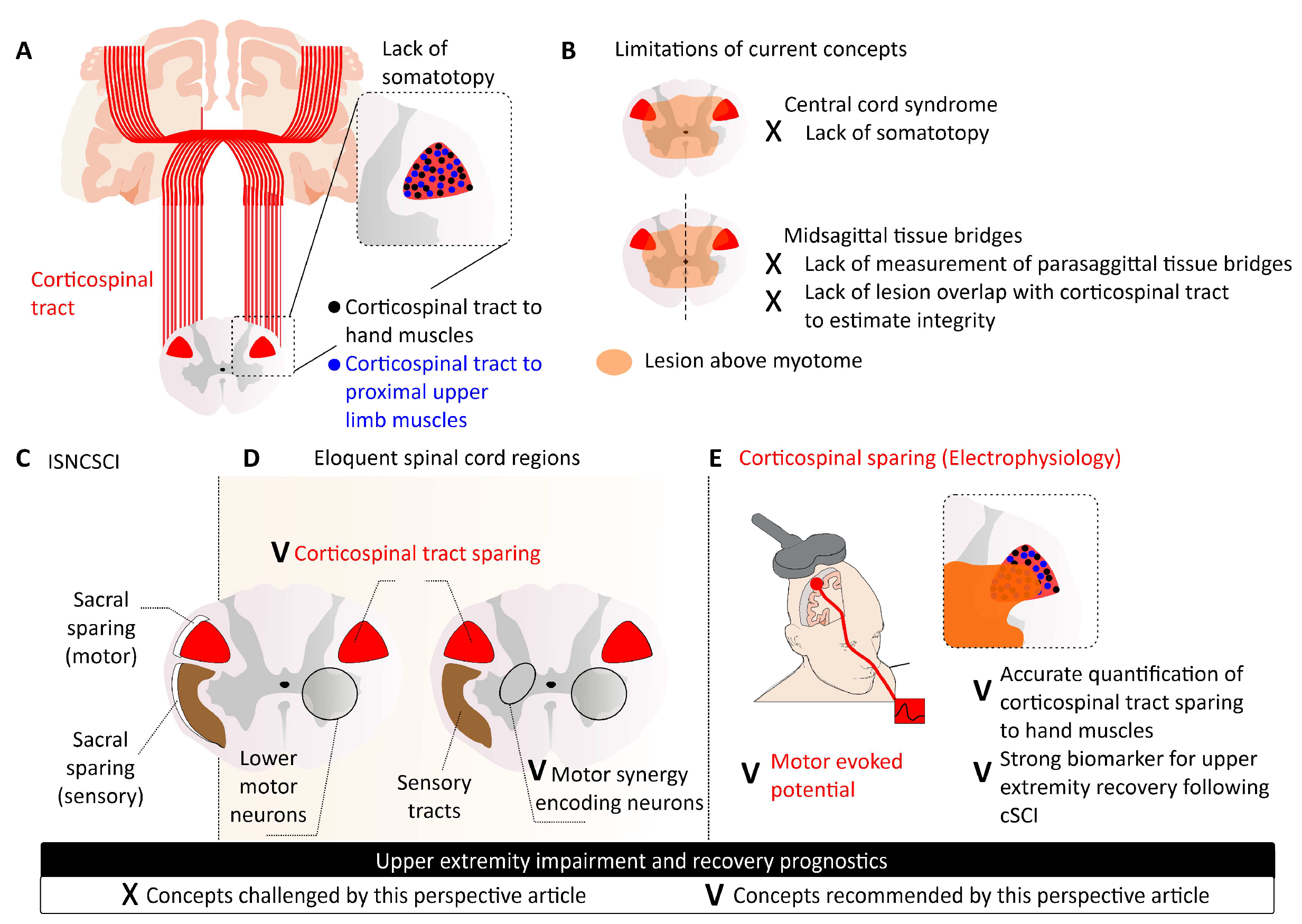 Corticospinal Tract Sparing in Cervical Spinal Cord Injury