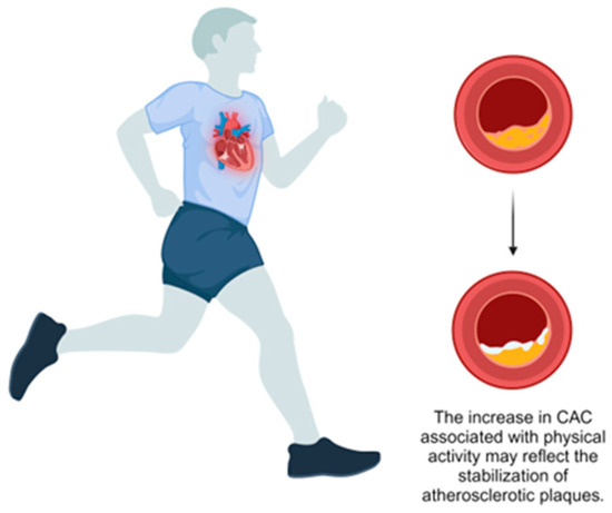 The Paradox of Physical Activity and Coronary Artery Calcification ...